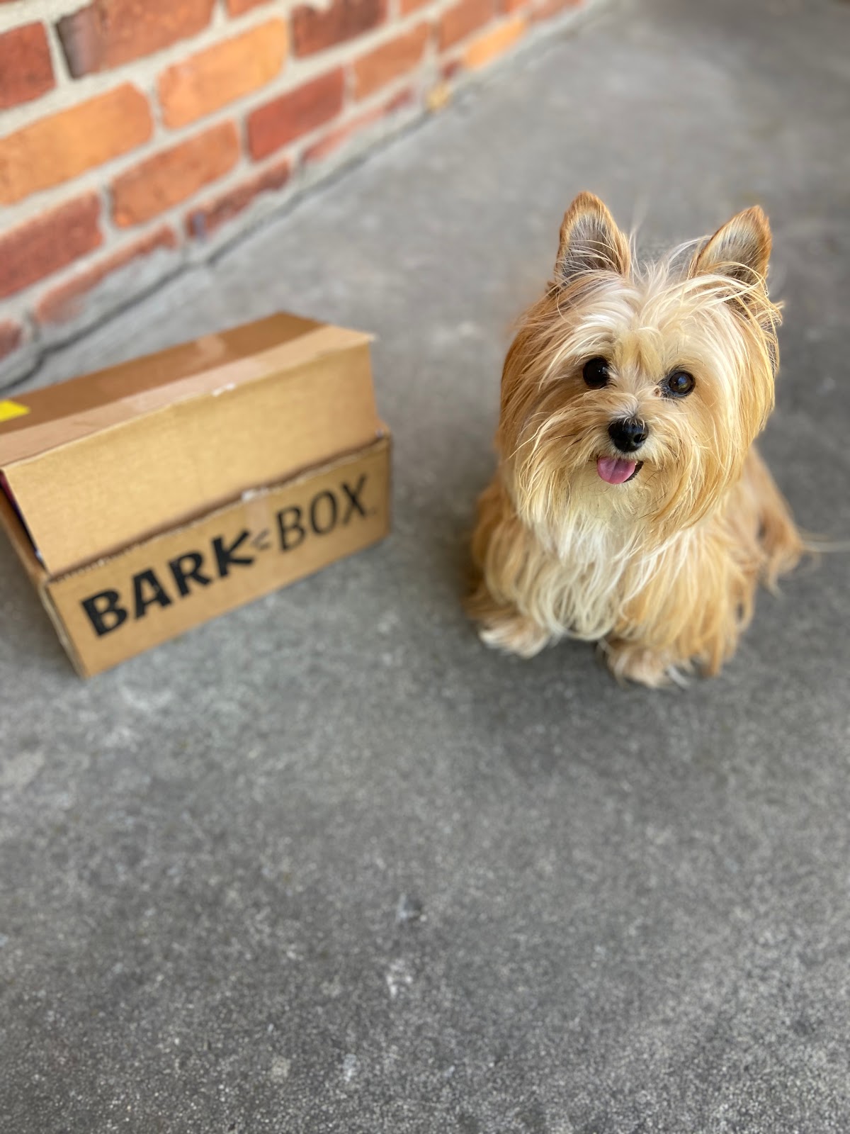 New SCOOB! Movie: Barkbox Edition – Fashion meets Food