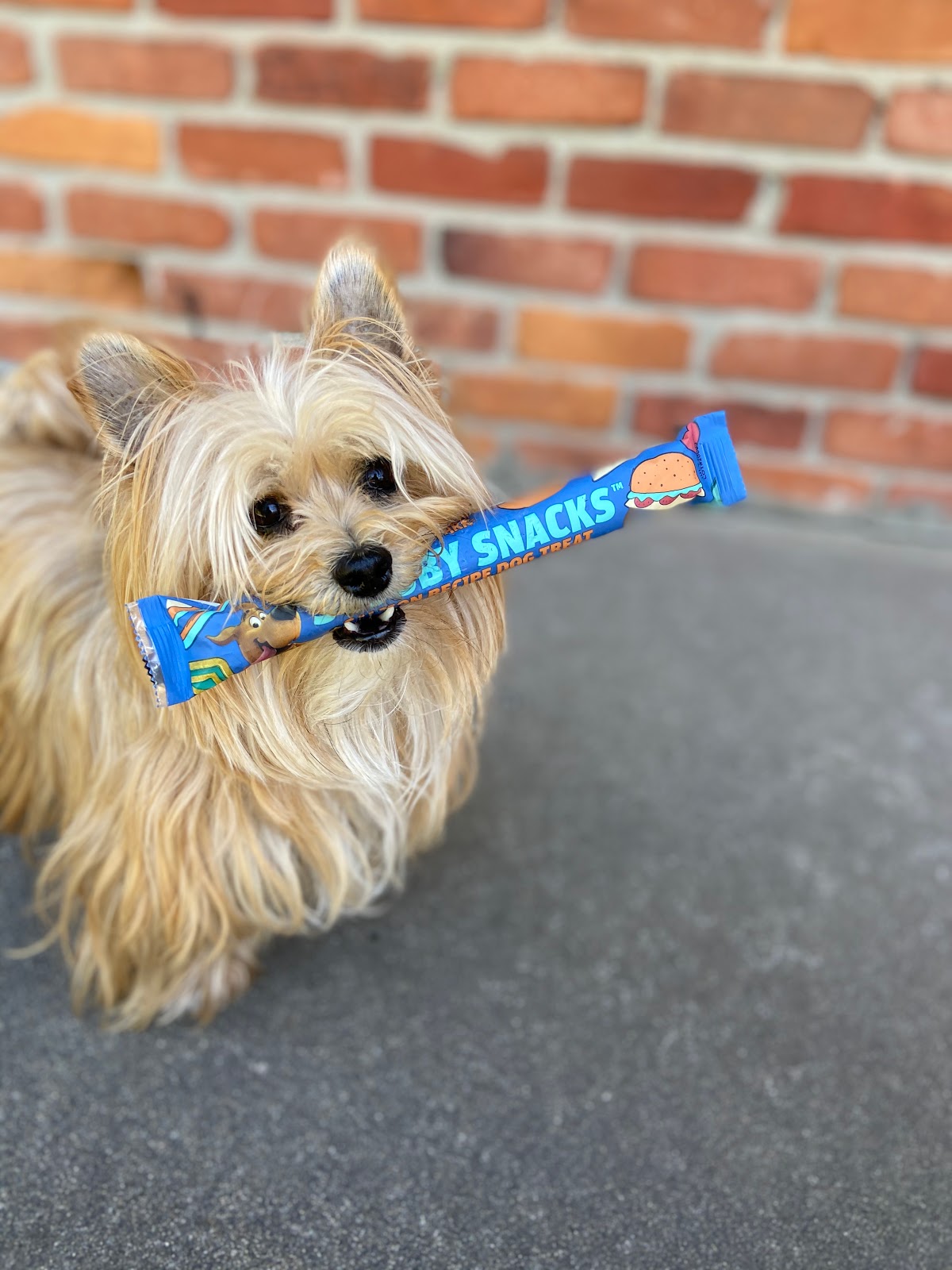 New SCOOB! Movie: Barkbox Edition – Fashion meets Food