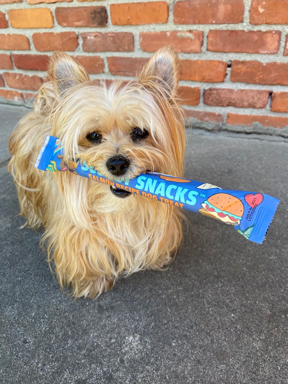 New SCOOB! Movie: Barkbox Edition – Fashion meets Food